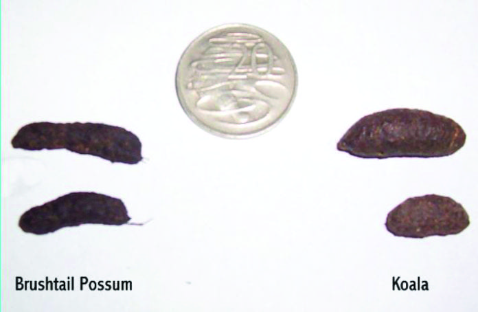 Local Koala Population Growing - Galston, Glenorie & Hills Rural ...