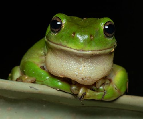 FrogID Week – 11 November To 20 November 2022