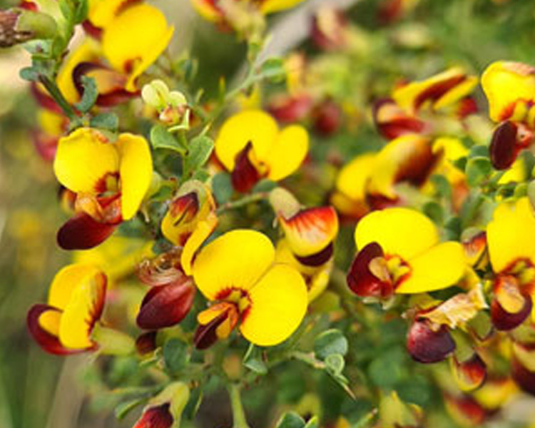 Nature Photography - Mambara Track, Pennant Hills - Galston, Glenorie ...