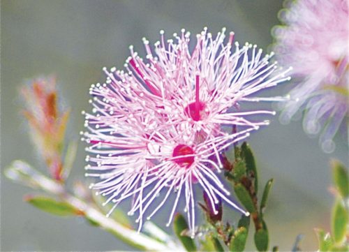 Hidden In The Hills: Kunzeas Native Flower
