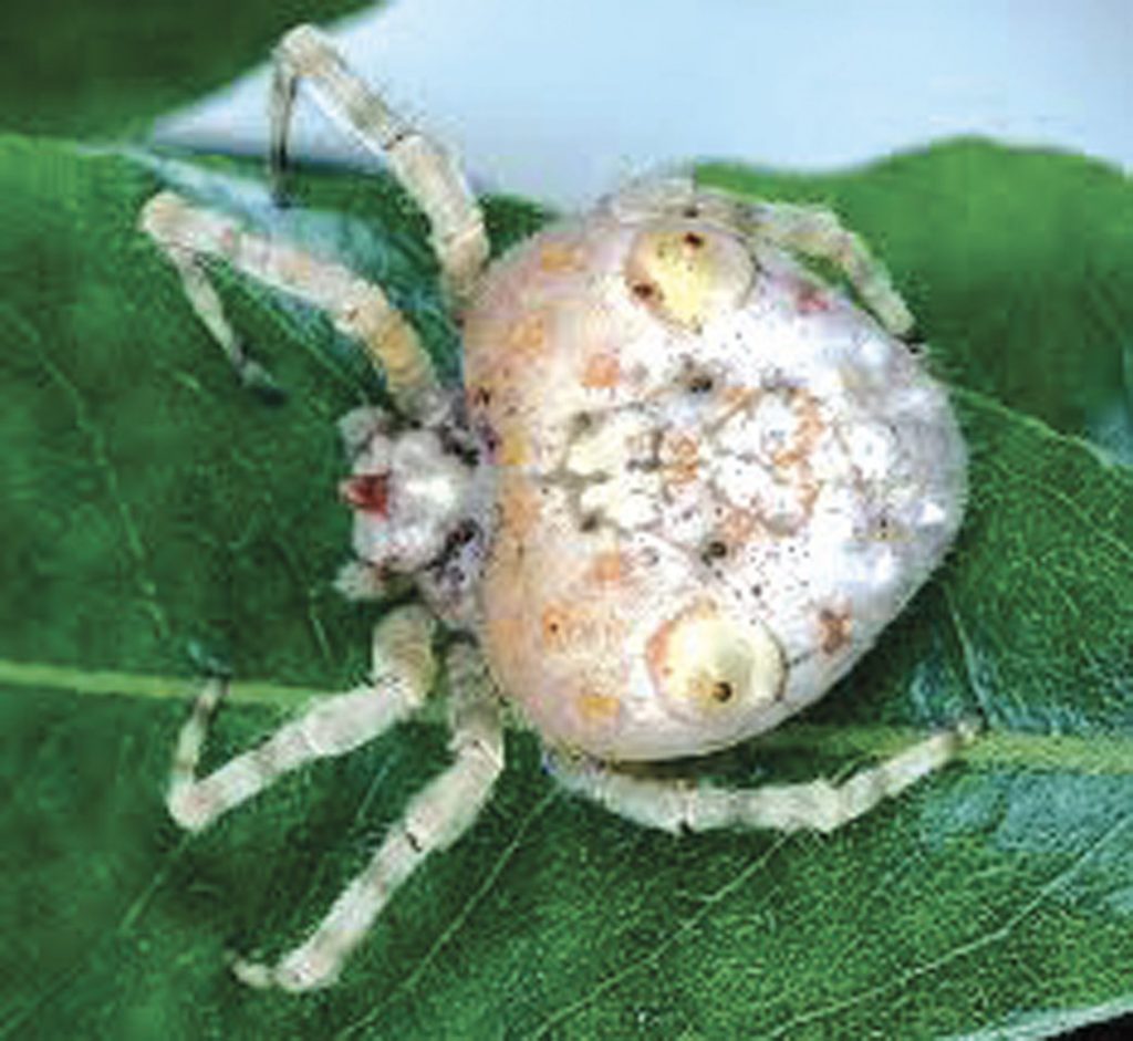 The Magnificent Spider And Her Mysterious Looking Egg Sacs
