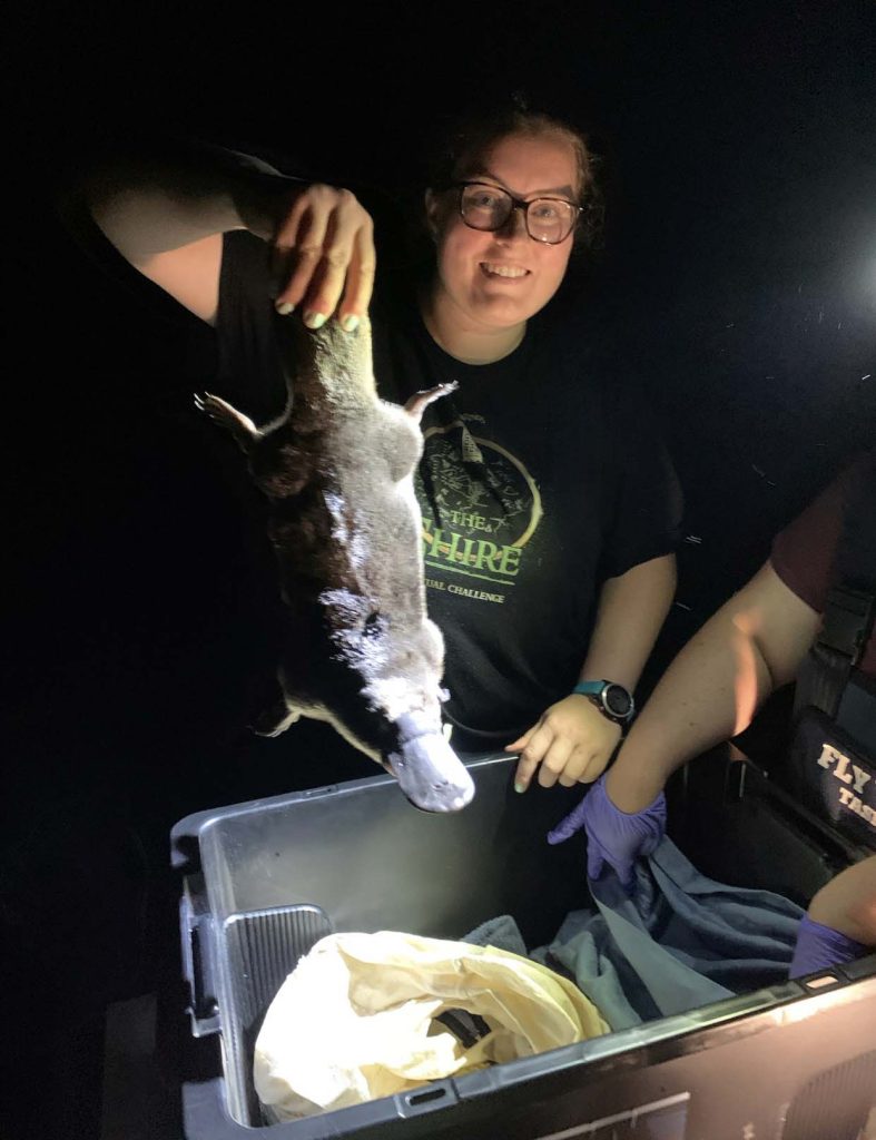 Platypus Month: The Platypus Project In The Hills