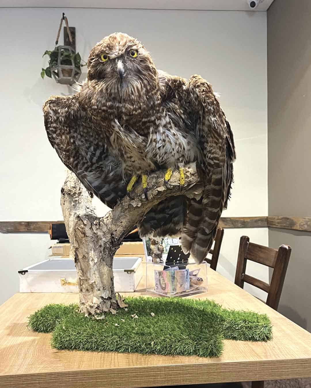 Powerful Owls Talk By Wildlife Experts At Glenorie Club