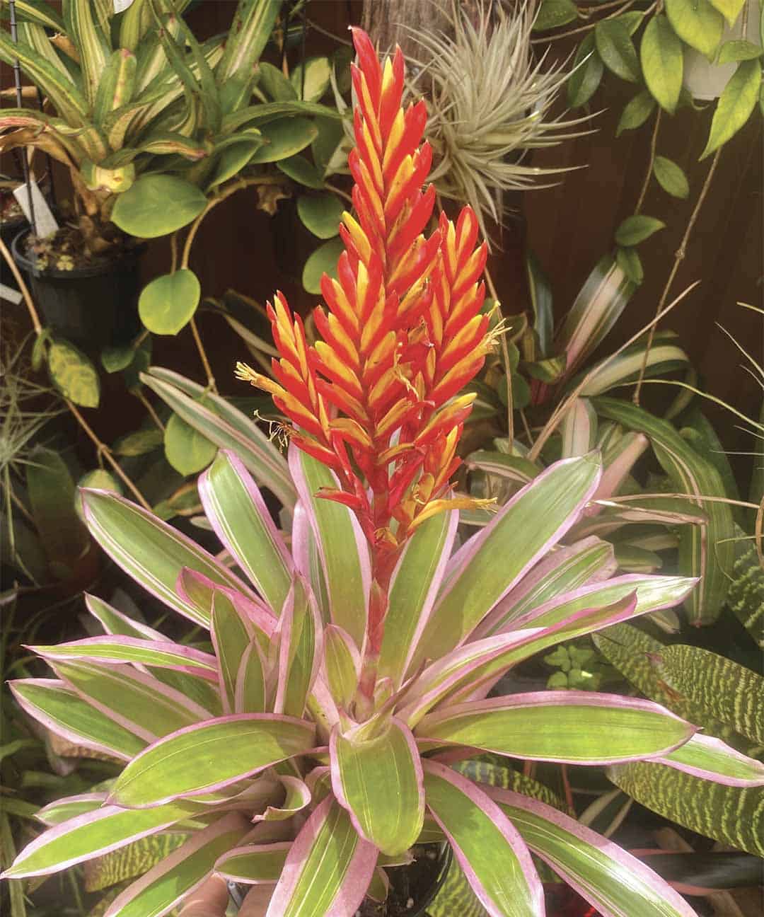 Bromeliad Society Offers Vibrant Christmas Gift Ideas